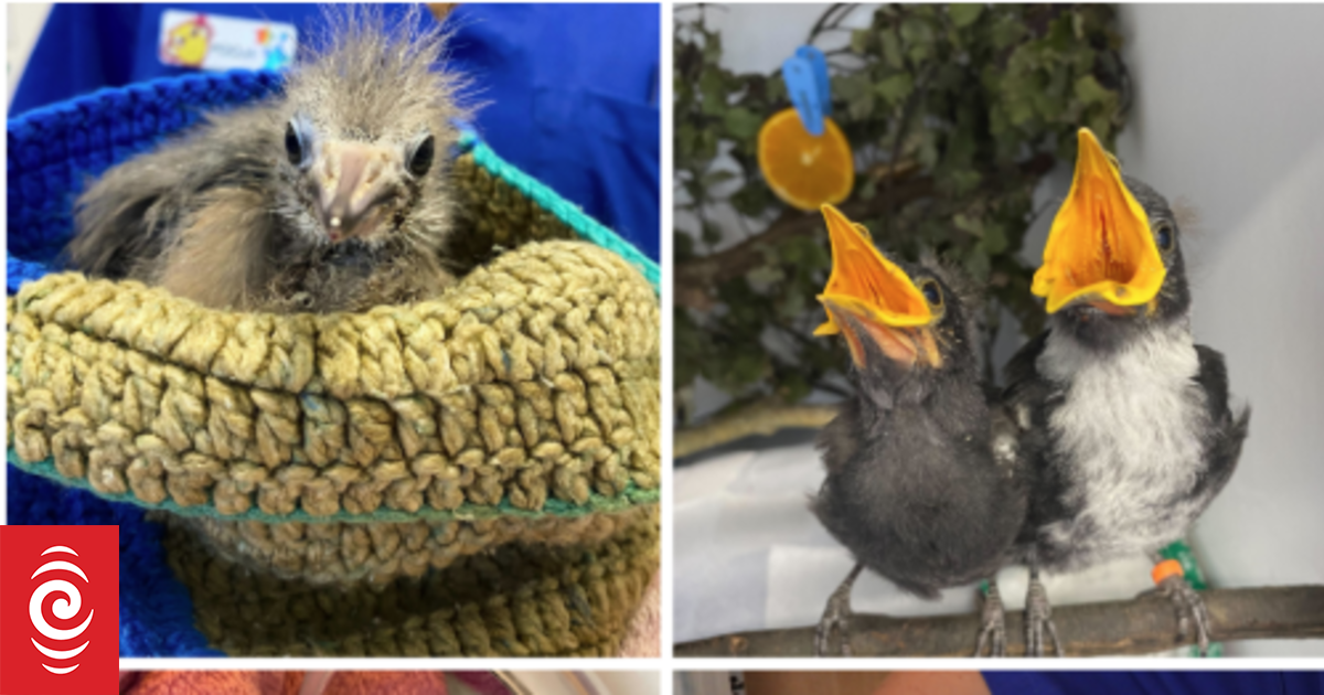 Auckland bird hospital expects hundreds of patients as breeding season ...