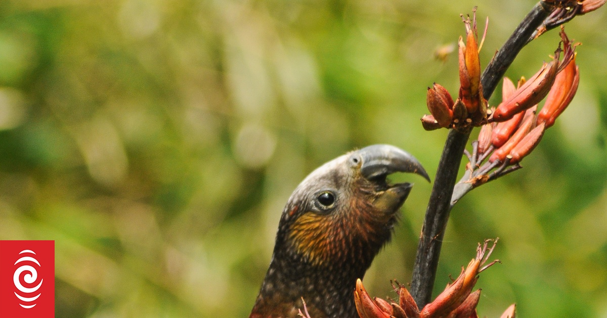 Kaka numbers growing in south Waikato | RNZ