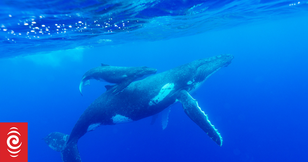 Science with Laurie Winkless | RNZ