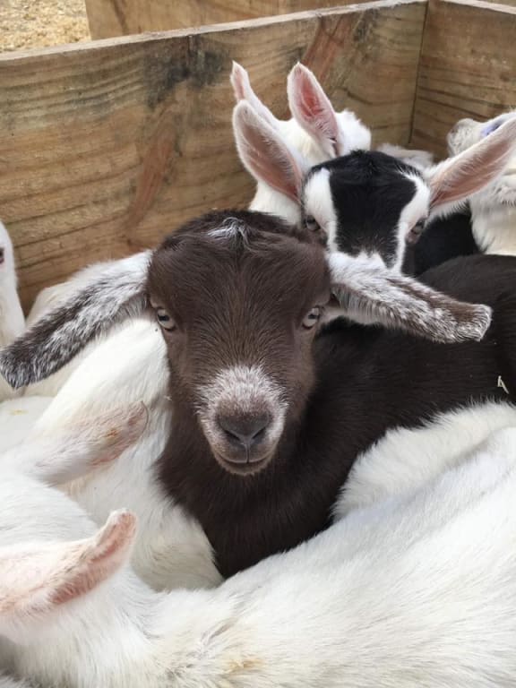 Oete Goat Farm | A Gallery from Nine To Noon | RNZ National