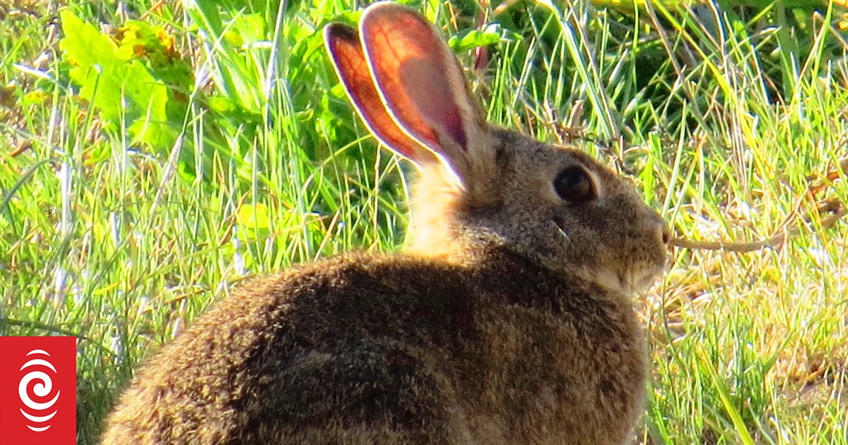 The rabbit problem | RNZ