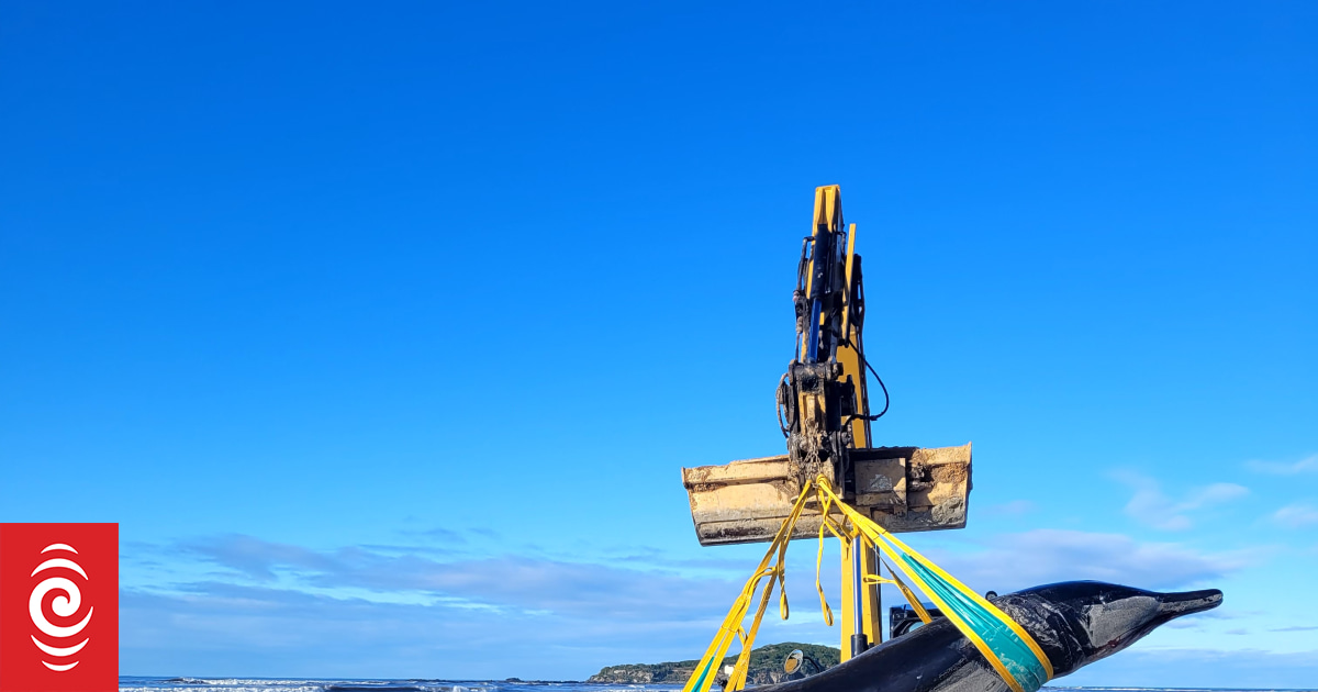 Extremely rare whale washes ashore in Otago | RNZ News