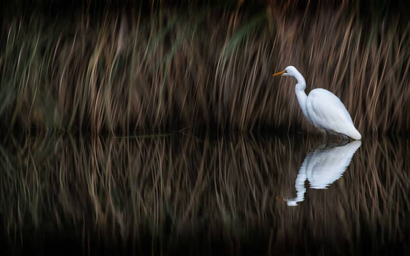 Three fines issued after nearly 60 native birds killed - DOC documents ...