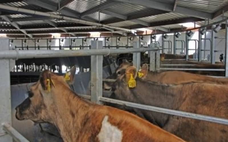 Farmers breaching employment laws targeted | RNZ