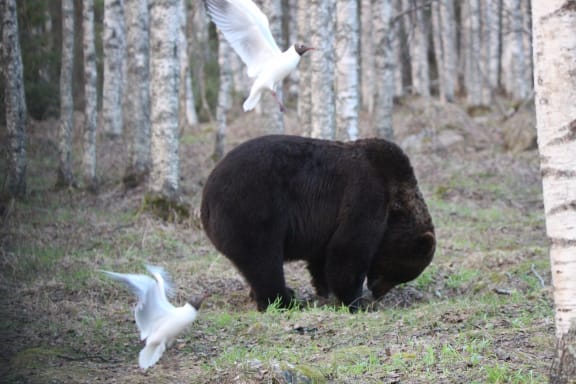 Animals photo-bombing | A Gallery from The Weekend | RNZ National