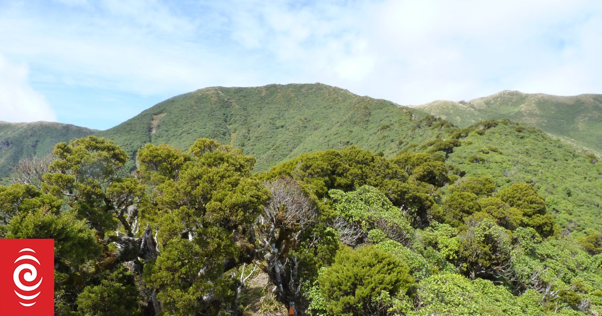 Hunter shot and killed in Ruahine Ranges | RNZ News