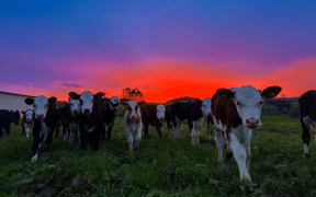 Fall in dairy auction prices mars start of season | RNZ News