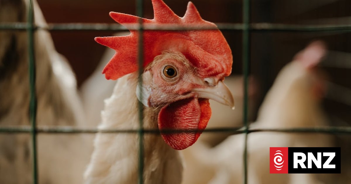Bird flu: Third shed tests positive, more chickens to be culled | RNZ