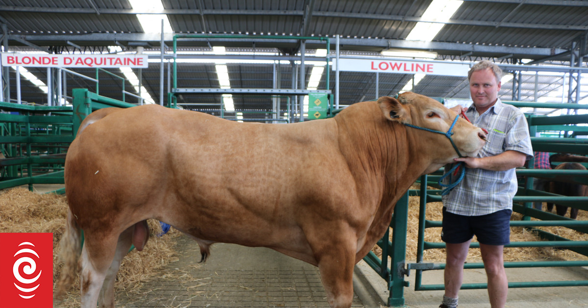 NZ Agricultural Show goes ahead in Christchurch, cows and all | RNZ News