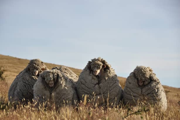 Aussies nab heaviest fleece record | RNZ