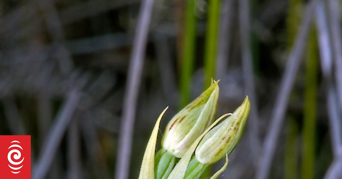 Critter of the Week: Copper beard orchid | RNZ