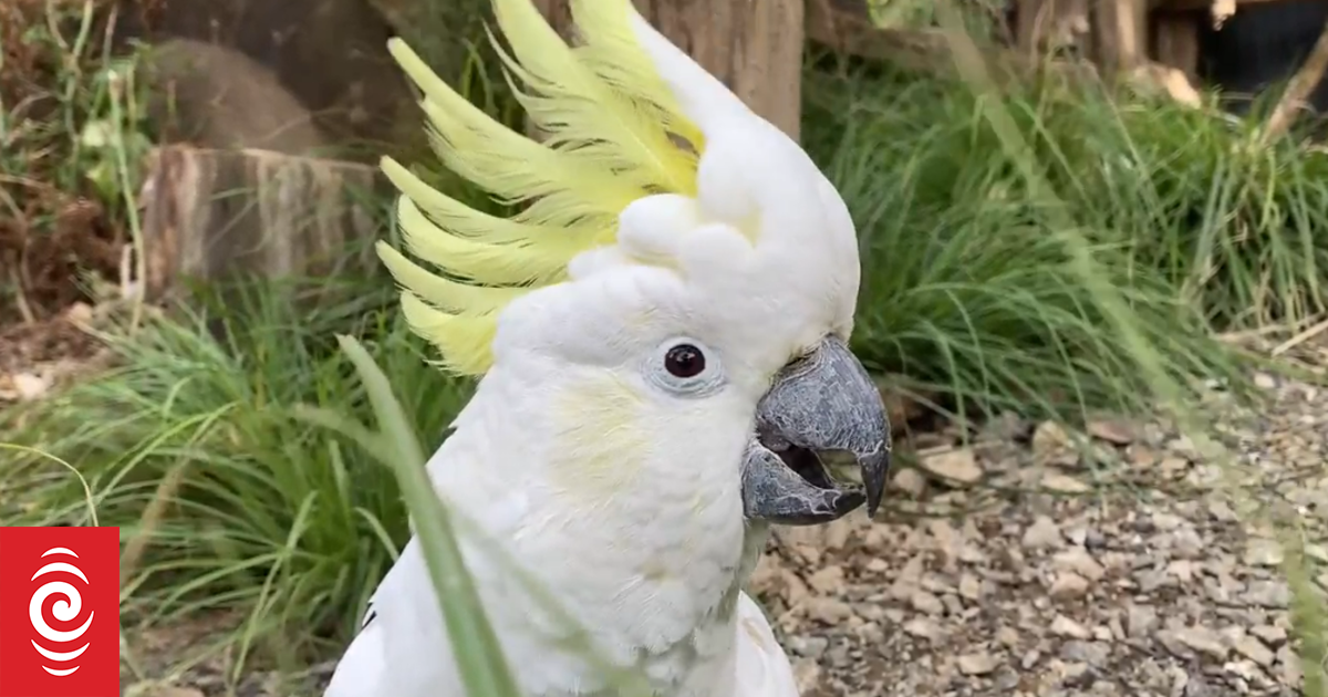 Parrot wins Quote of the Year competition | RNZ News
