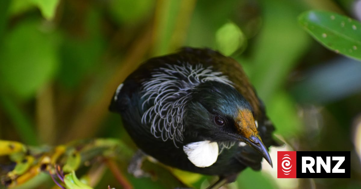 Annual survey to check which birds are soaring in NZ gardens | RNZ