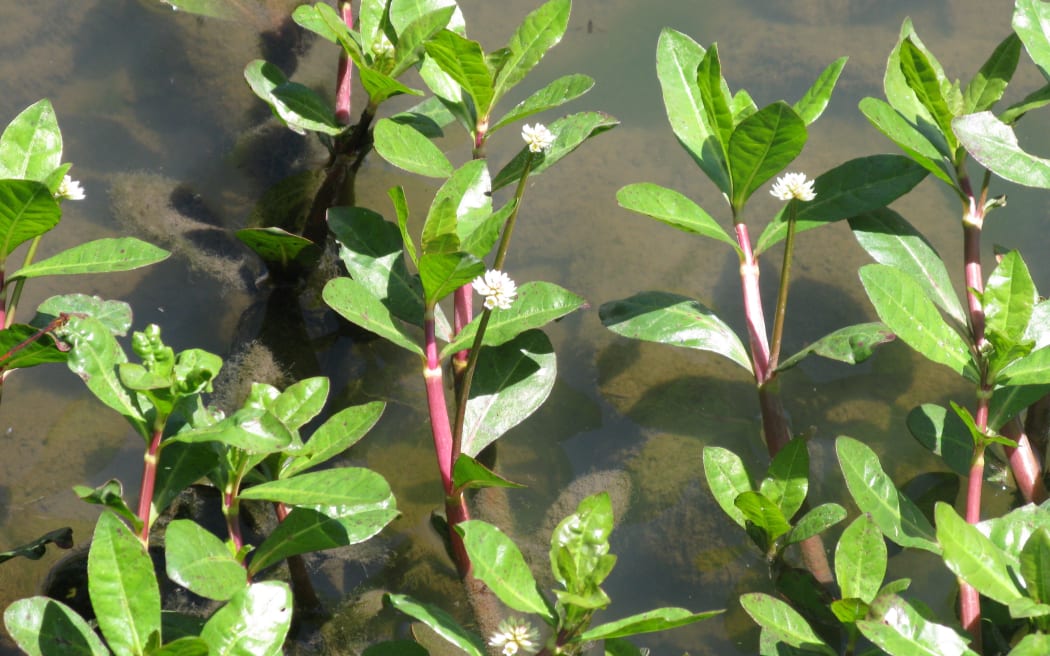 Keep your eyes peeled for alligator sightings - alligator weed that is ...