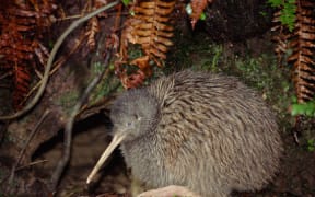 Richard Wolfe on how New Zealanders became known as 'Kiwis' | RNZ News