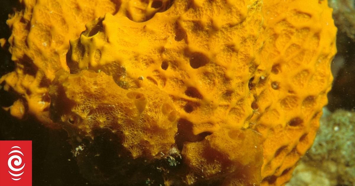 Sea sponge temperature records point to underestimation of global ...