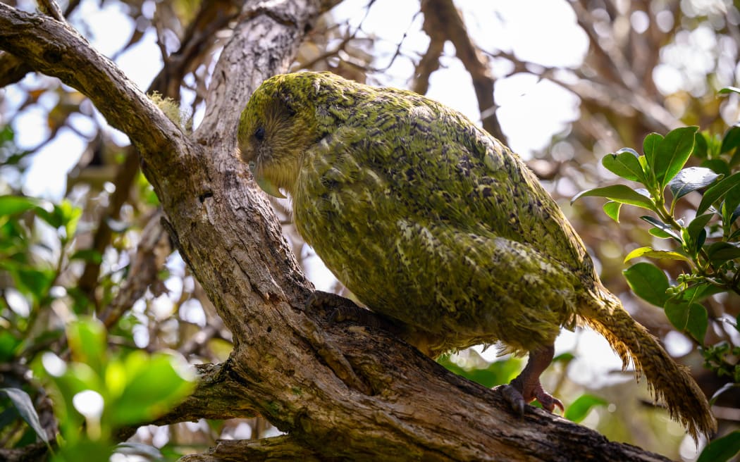 'Always exciting' - Bumper season for kākāpō breeding | RNZ News