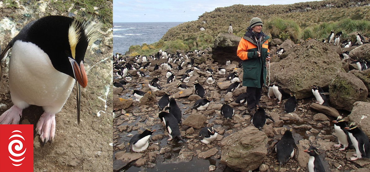Penguins to make history in Bird of the Year competition | RNZ
