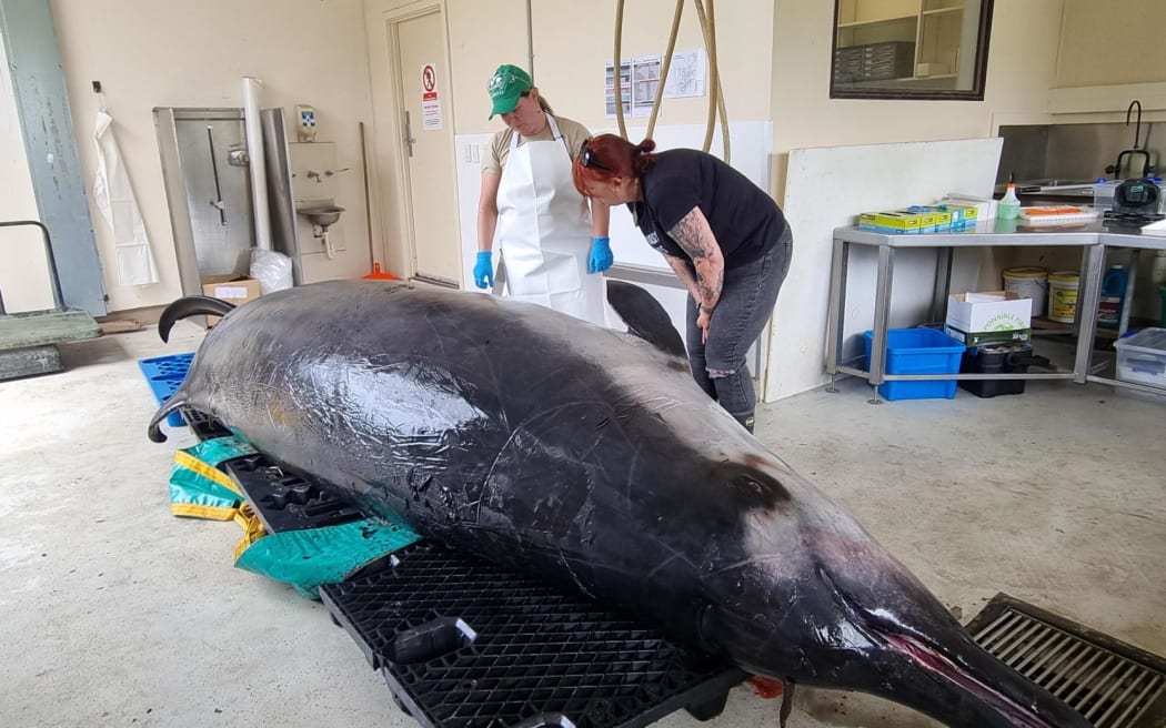 Scientists uncover new insights from first dissection of rare spade ...