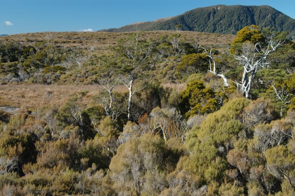 Denniston Plateau | A Gallery from Afternoons | RNZ National