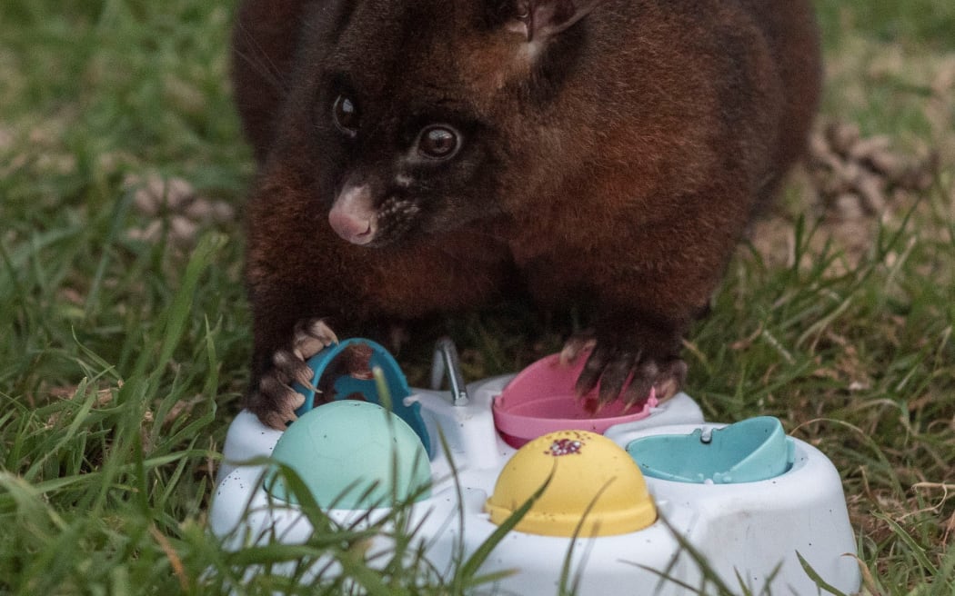 Pest eradication of possums needs adjusting in light of new research | RNZ
