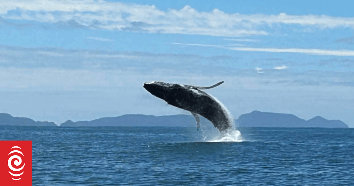 Humpback whale puts on 'amazing, awesome, unforgettable' display at ...