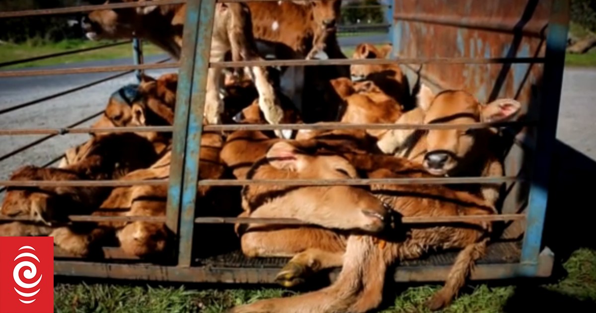 Undercover video shows bobby calf bashings | RNZ News