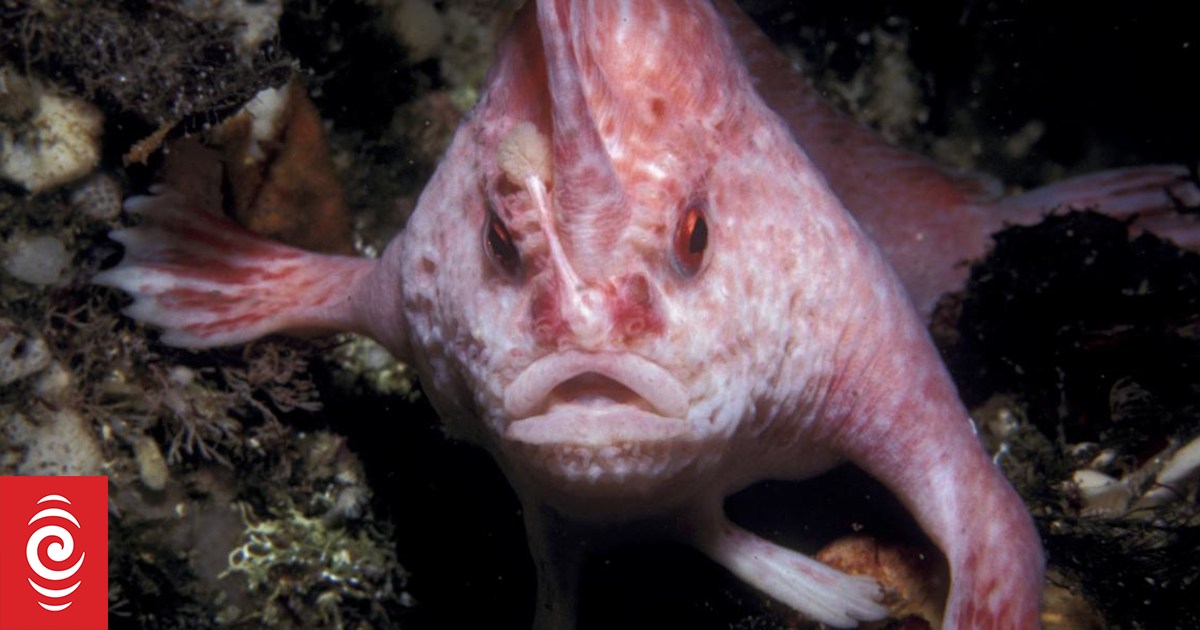 Rare pink handfish spotted in Australia for first time in decades | RNZ ...