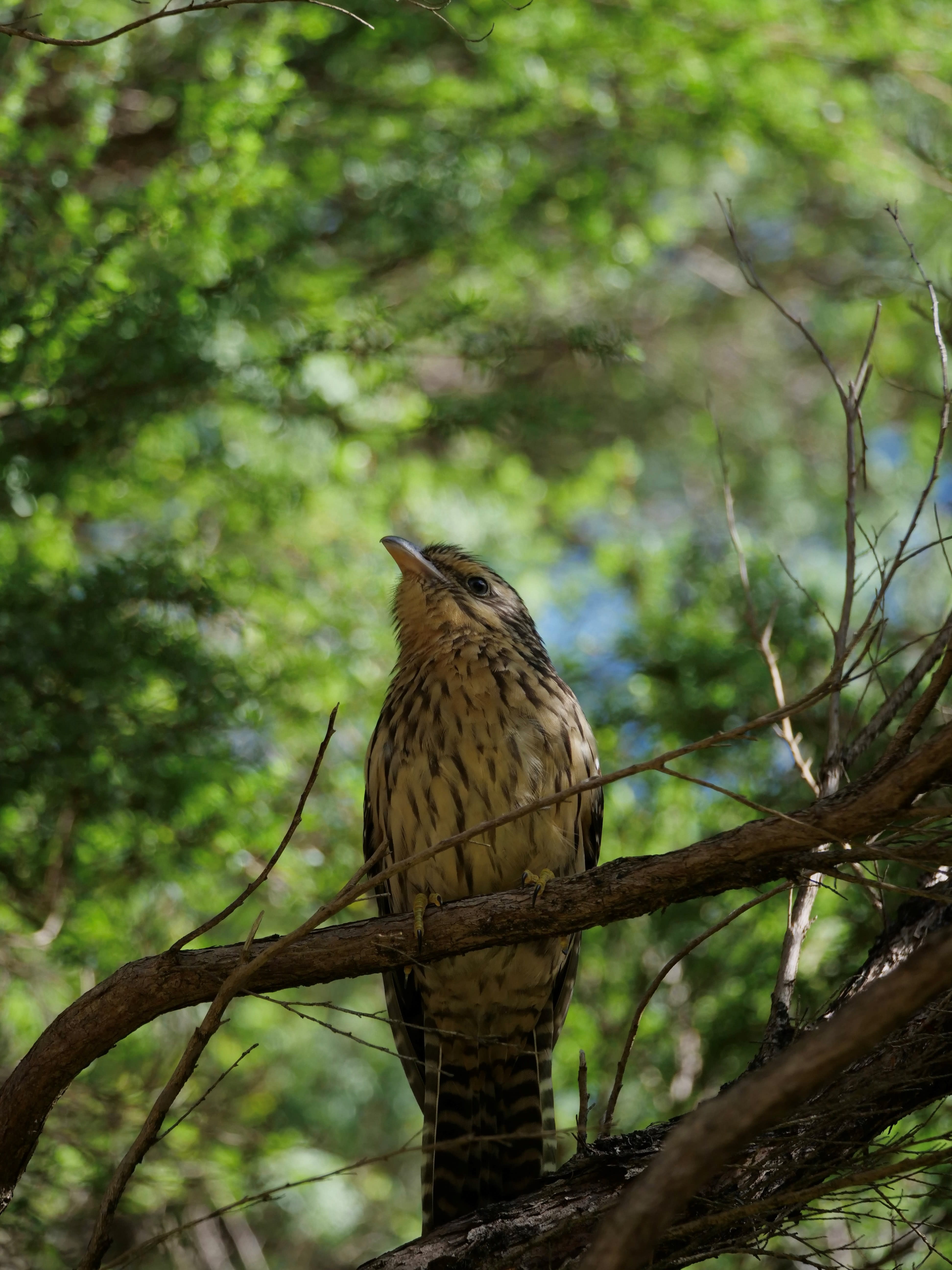 COTW: the koekoeā or long-tailed cuckoo | A Gallery from Afternoons ...