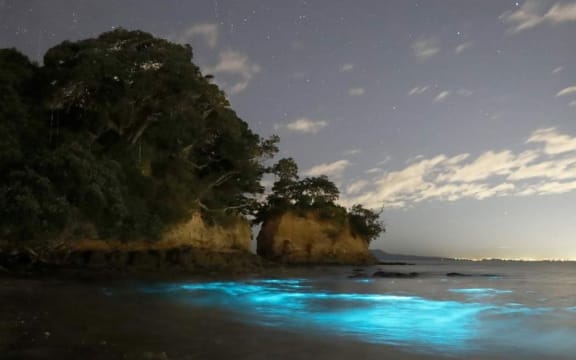 Auckland beach glows blue with bioluminescent algae | RNZ News