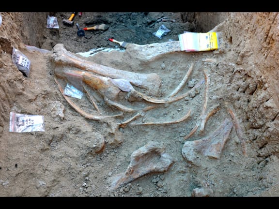 Homo floresiensis | A Gallery from Nine To Noon | RNZ National