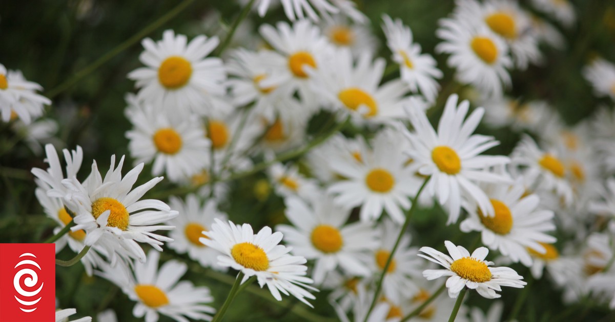 The Pre-Panel for 29th August 2024 | RNZ