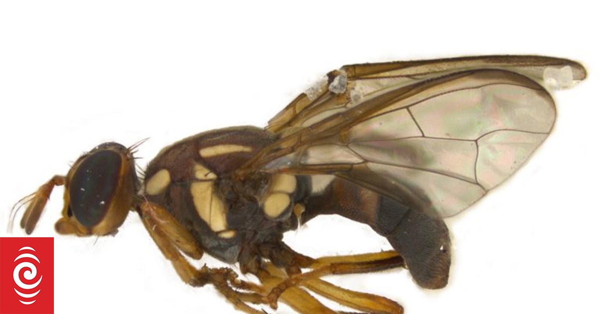 Fruit fly restrictions set to last | RNZ News