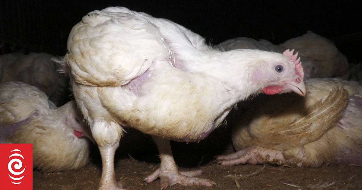 Pressure on takeaway chains as Domino’s ditches 'fast chickens' | RNZ News