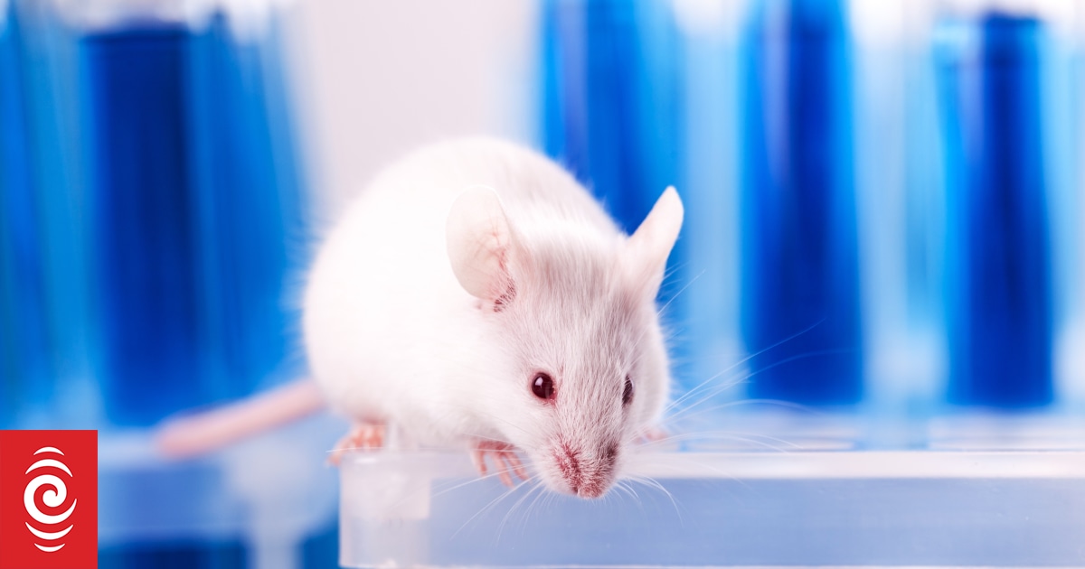 The Panel with Nuwanthie Samarakone and Jack Yan (Part 1) | RNZ