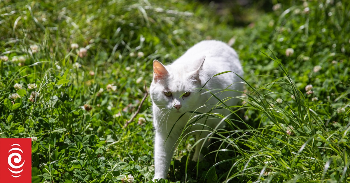 Nelson council considers mandatory microchipping and desexing for cats ...