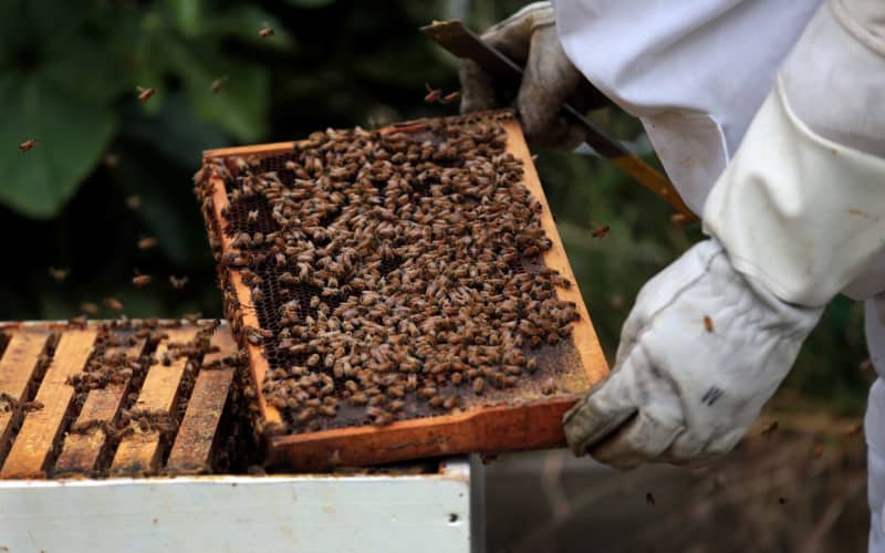 Beekeeper suspects poisoning of 300 hives | RNZ