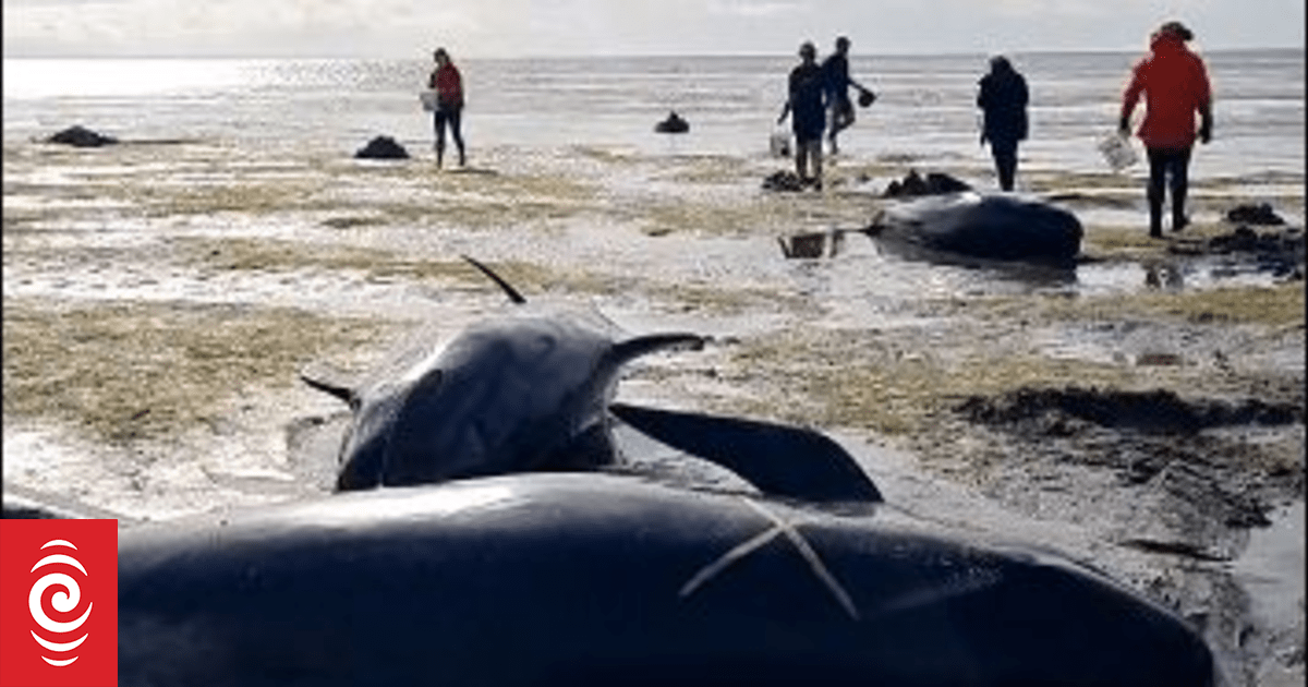 Pilot whales refloated after stranding at Farewell Spit | RNZ News