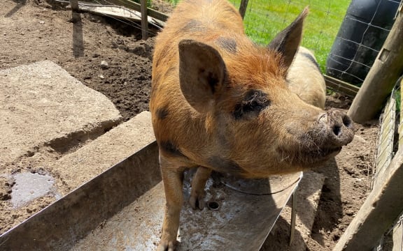 On the Farm