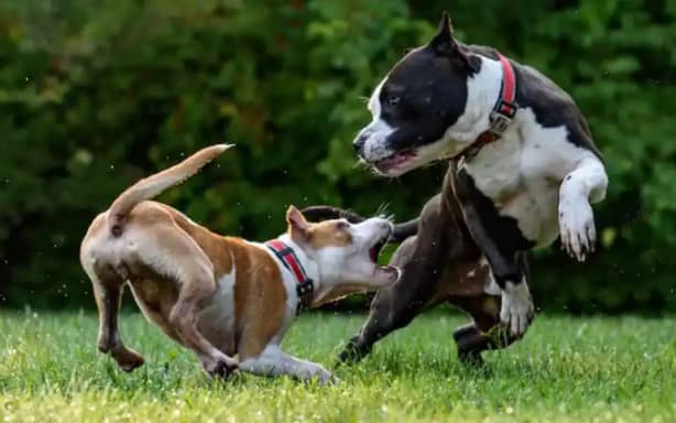 Auckland council cracking down on unregistered, roaming dogs as ...