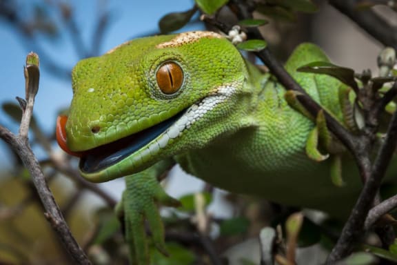 New Zealand Reptiles with Dylan Van Winkel | A Gallery from Afternoons ...
