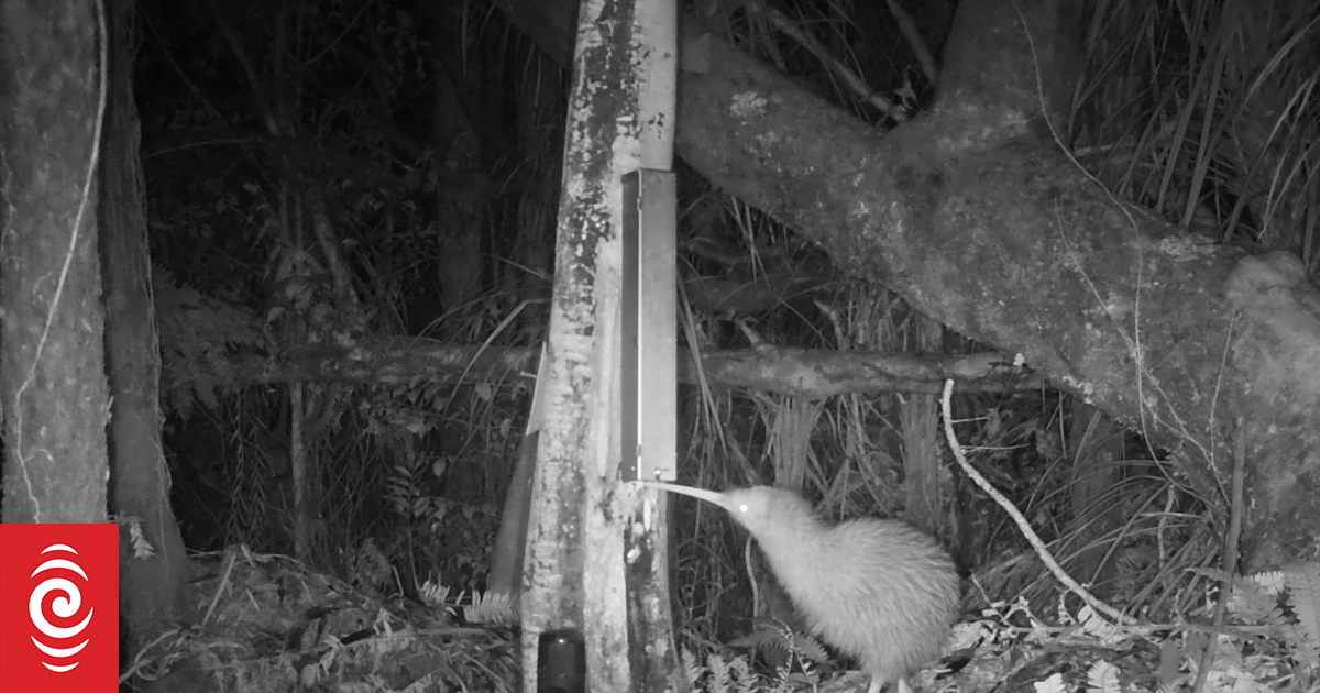 Cameras reveal more kiwi than possum on Taranaki range | RNZ News