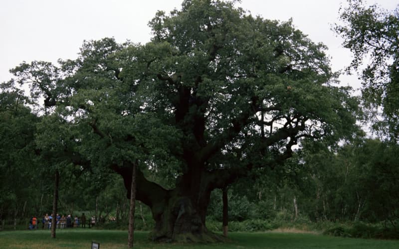 Ancient Sherwood Forest oak tree reputed to have sheltered Robin Hood ...