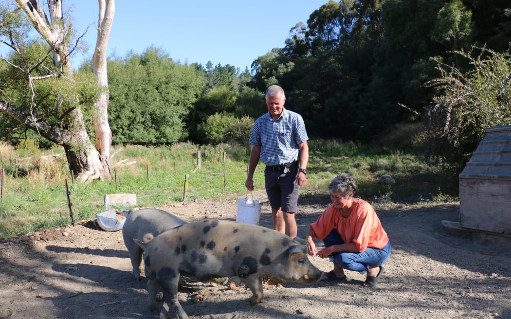 'He's a very good looking pig, that one!' | RNZ