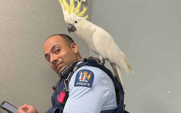 Pepper the cockatoo returns home to Staglands Wildlife Reserve | RNZ