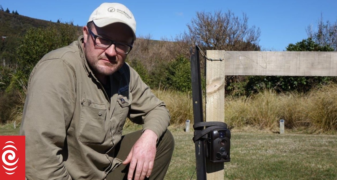 Stoat hunt continues at predator-proof sanctuary | RNZ News