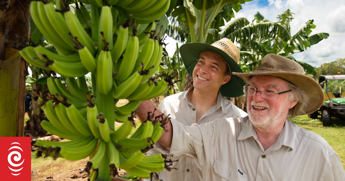 World's first genetically-modified banana approved in Australia | RNZ
