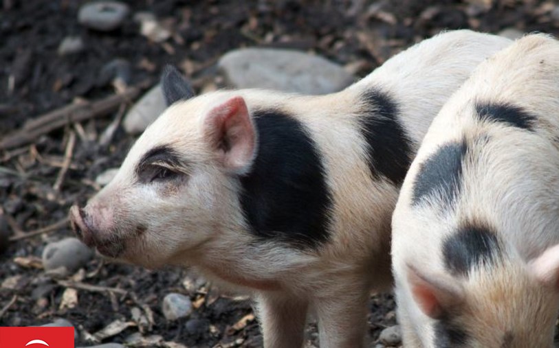 Auckland Island pigs: 'It's a big call to eradicate them' | RNZ News