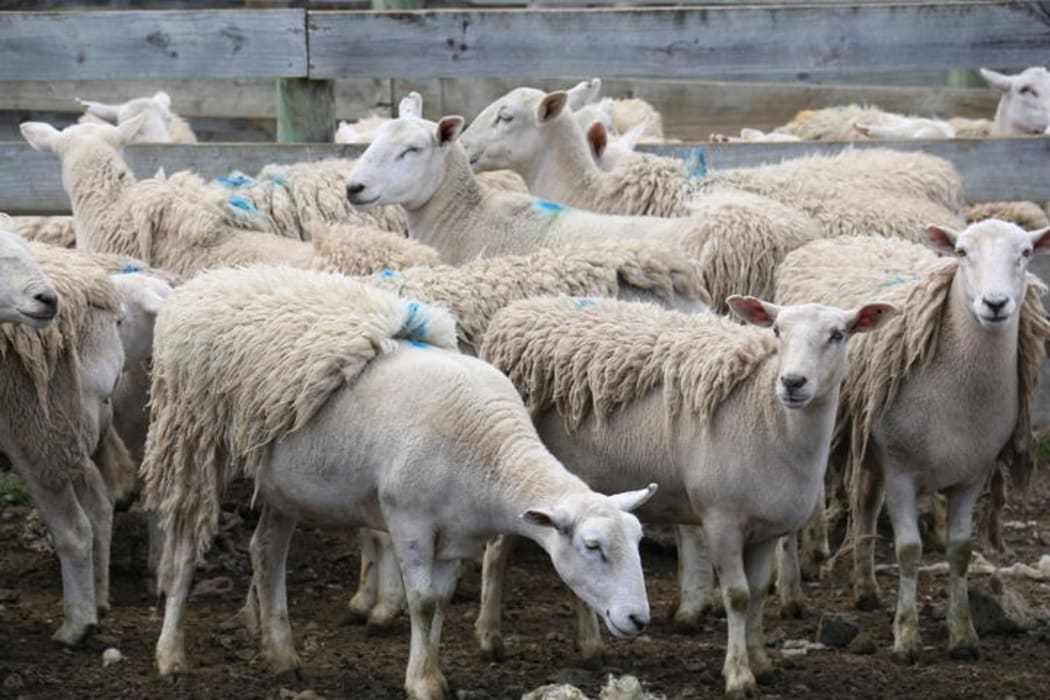 Farmers flock to see Wiltshire wool-less sheep benefits | RNZ News