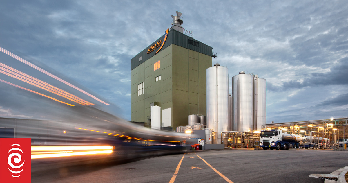 Miraka announces strong milk price forecast | RNZ News